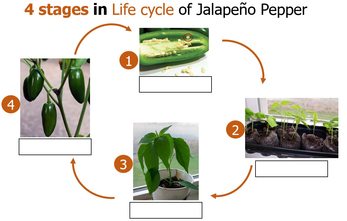 A Typical Lesson Plan For Grade 3 Science Eduway